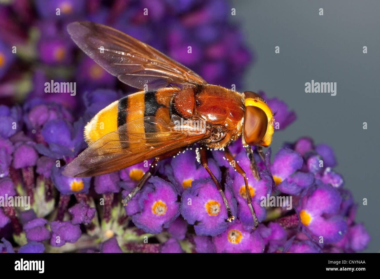 Hornet mimic hoverfly (Volucella zonaria), on Buddleja, Germany Stock ...