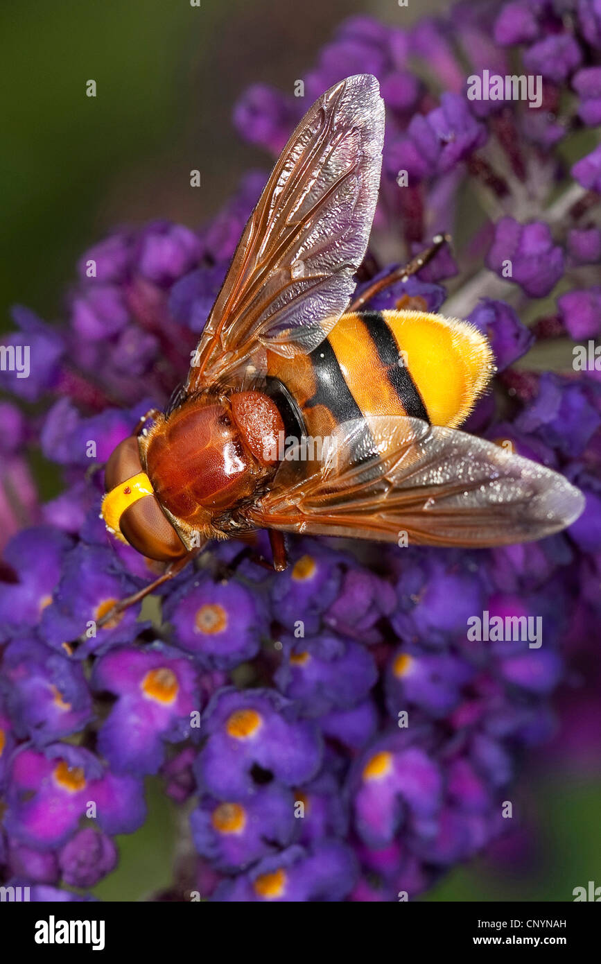 Hornet mimic hoverfly (Volucella zonaria), on Buddleja, Germany Stock ...