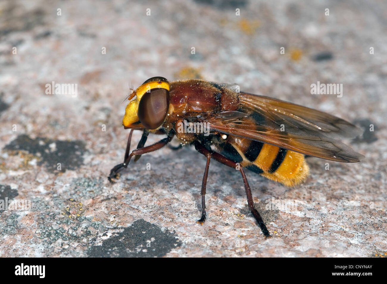 Hornet mimic hoverfly (Volucella zonaria), on a rock, Germany Stock ...