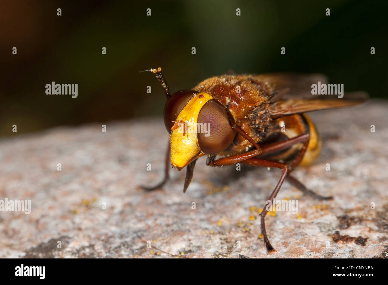 Hornet mimic hoverfly (Volucella zonaria), cleaning its eyes, Germany ...