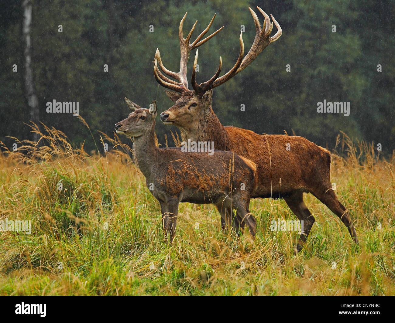 Doe with bull in the hi-res stock photography and images - Alamy