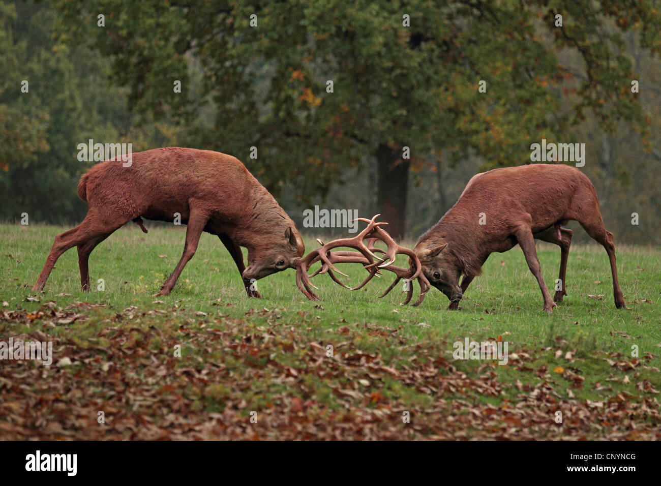 red deer (Cervus elaphus), two bulls fighting on the rutting ground ...