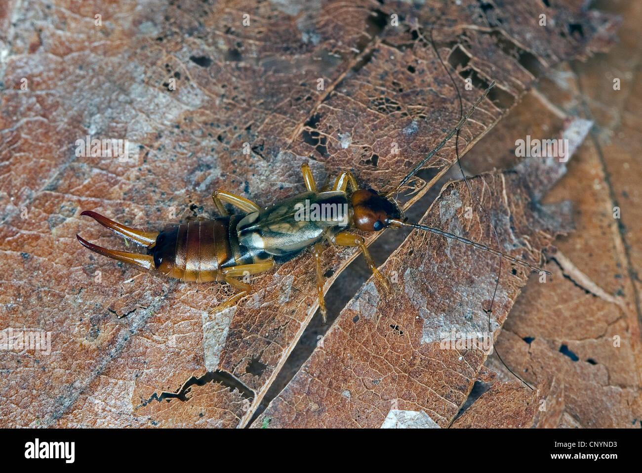 common earwig, European earwig (Forficula auricularia), female sitting ...