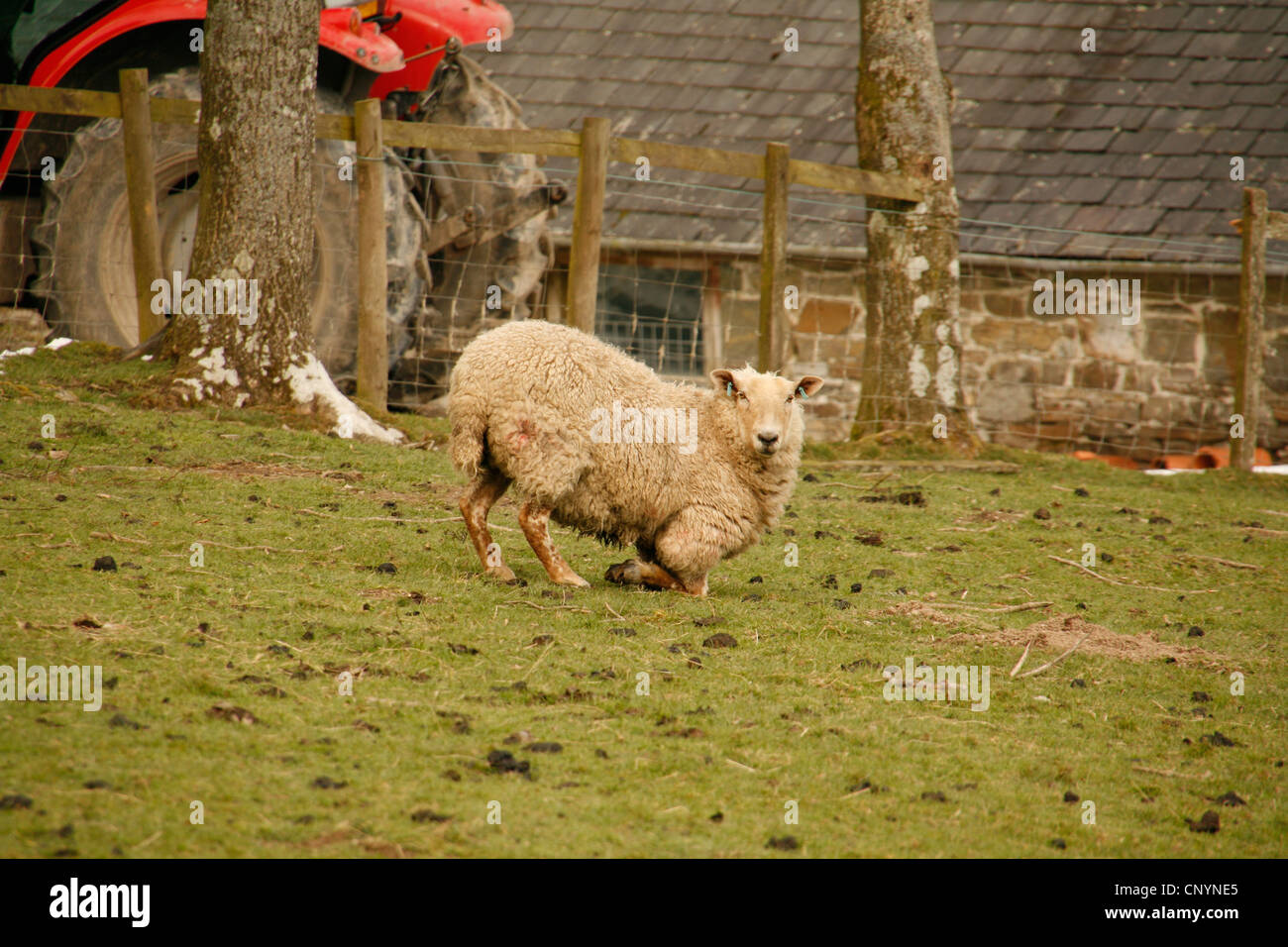 Rearing sheep hi-res stock photography and images - Alamy