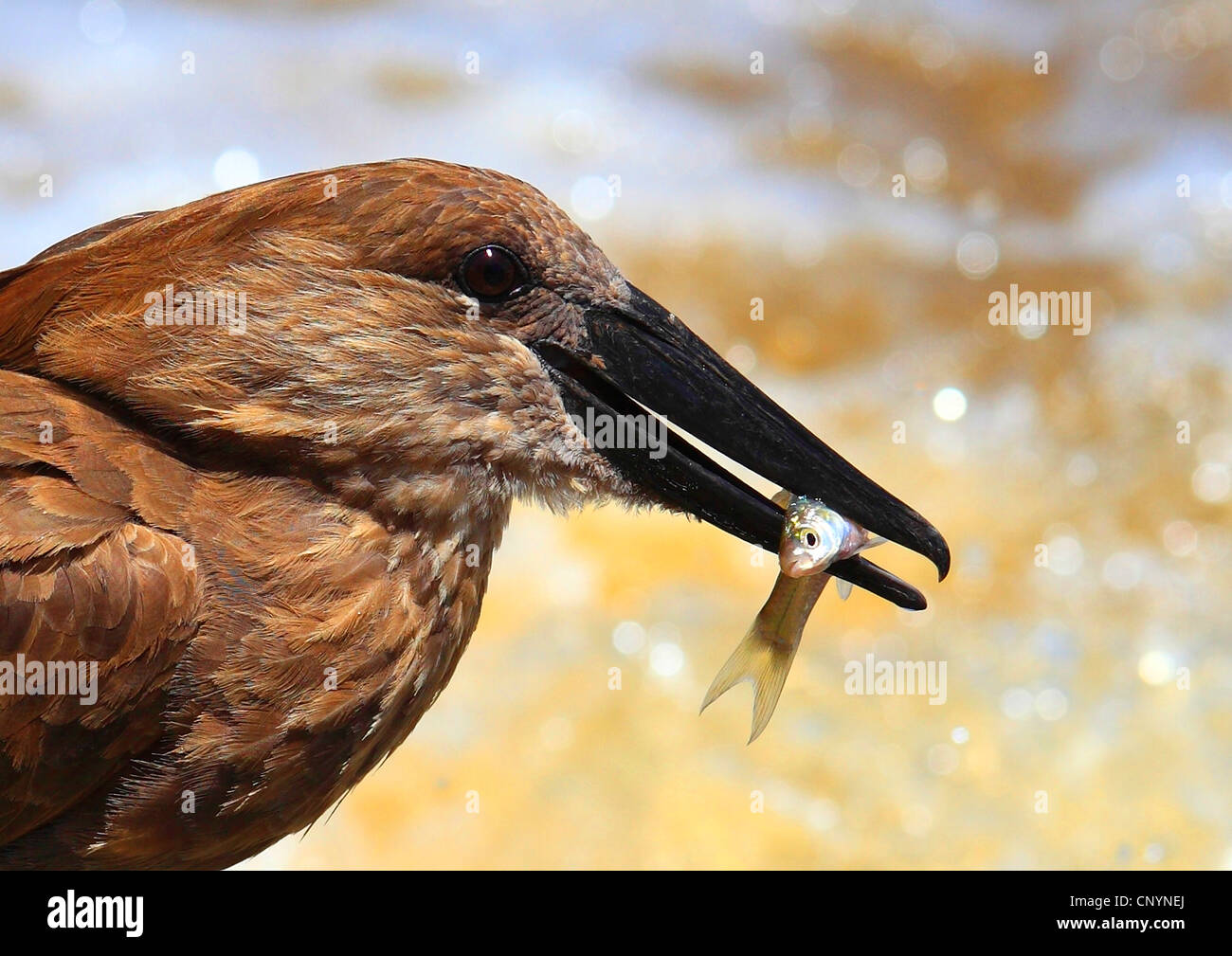 hammercop (Scopus umbretta), with a captured fish in the beak, Tanzania ...
