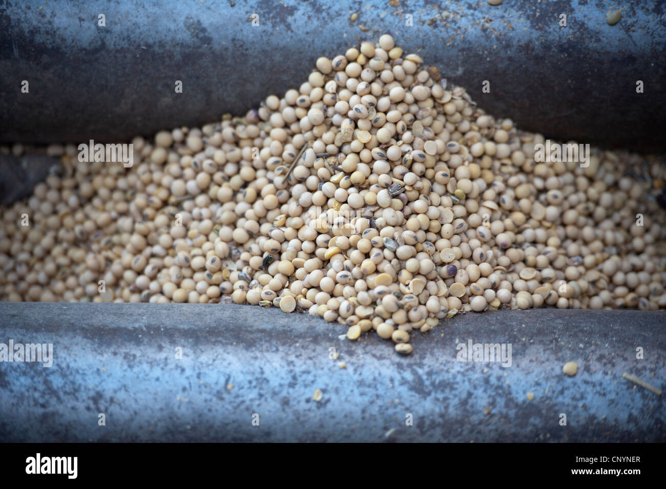 Pile of grain after harvesting Stock Photo - Alamy