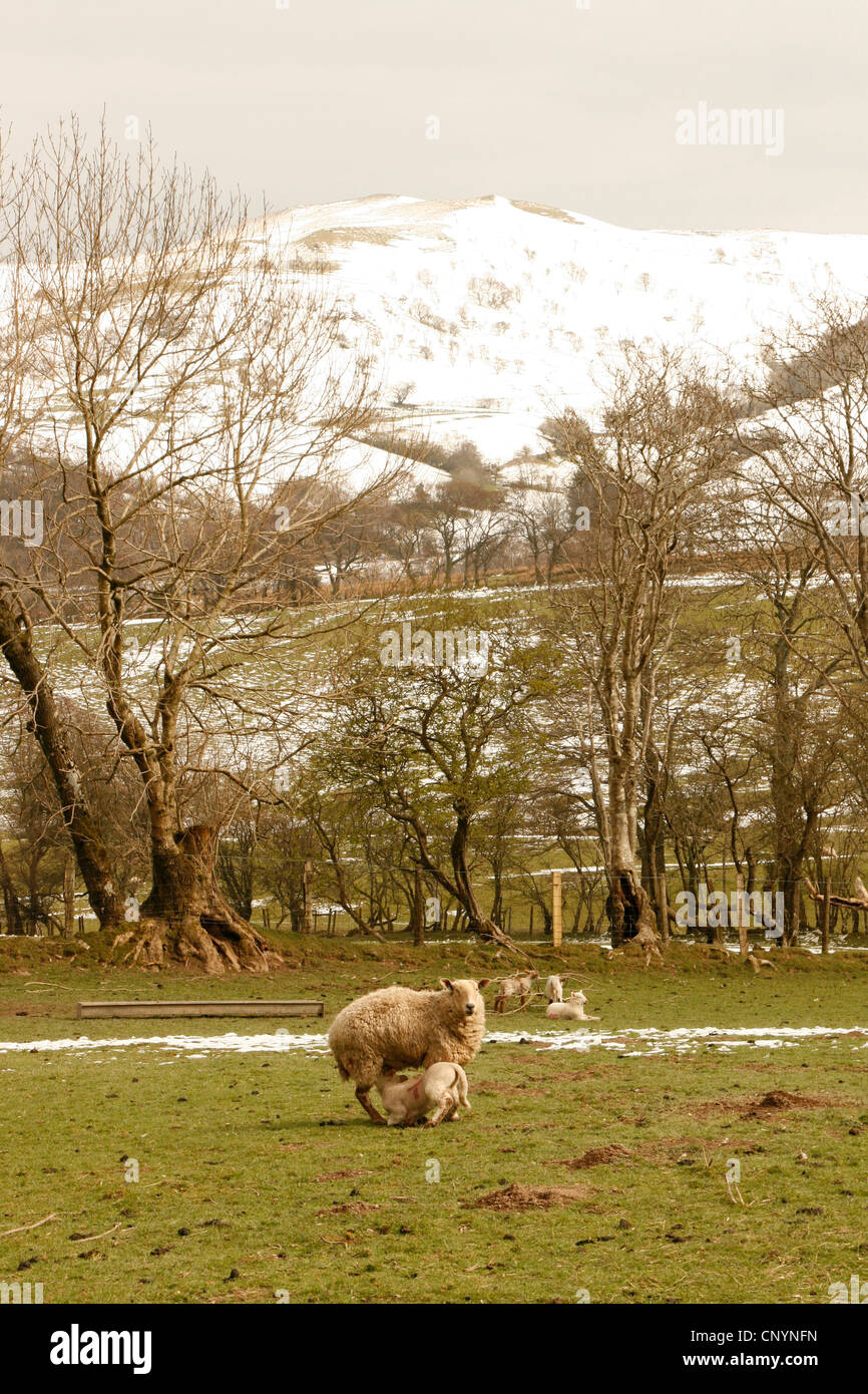 newborn lambs outside in snow on Welsh mountain Stock Photo - Alamy