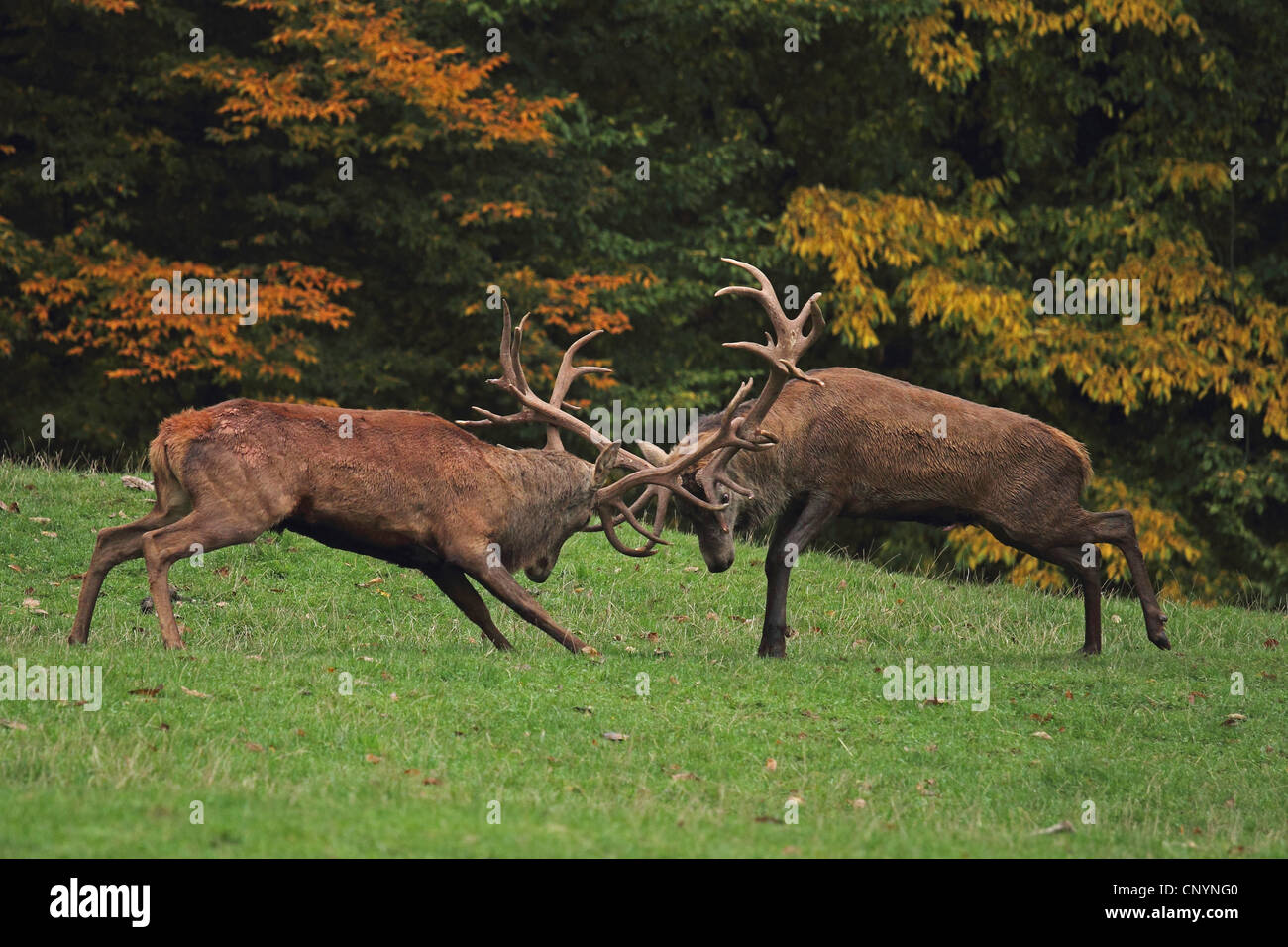 Fighting bulls hi-res stock photography and images - Alamy