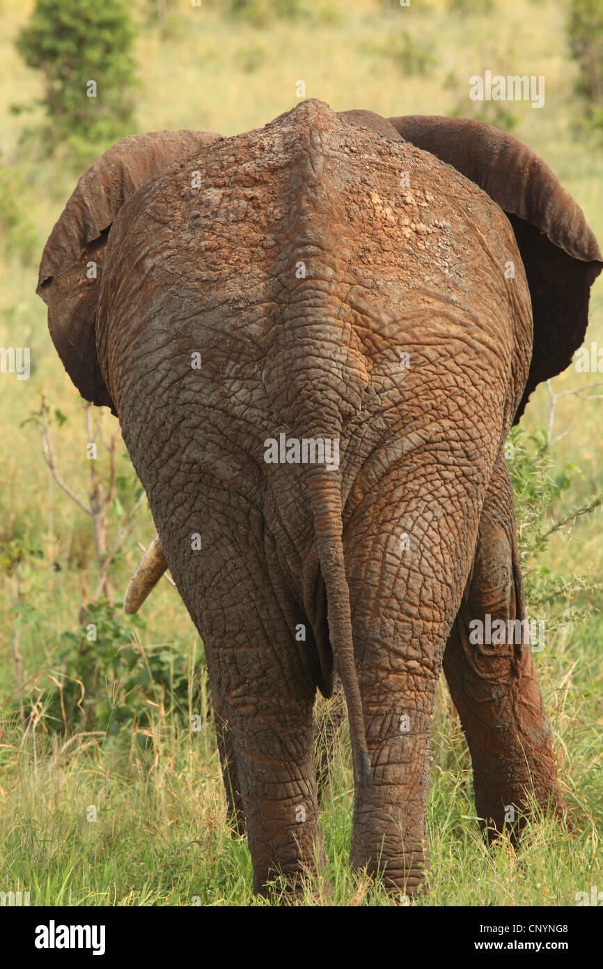 Elephants backside hi-res stock photography and images - Alamy