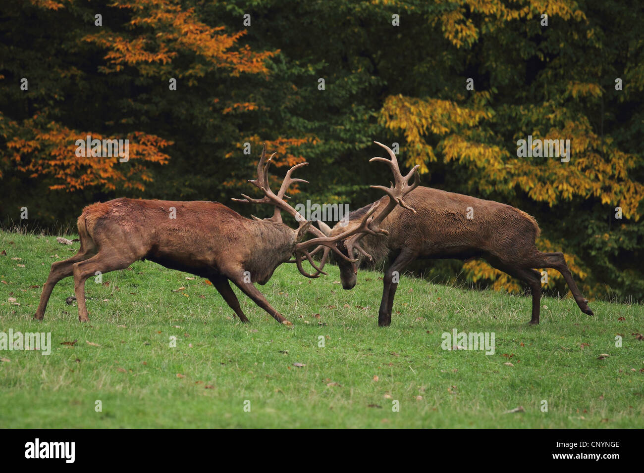 Two bulls fighting hi-res stock photography and images - Alamy