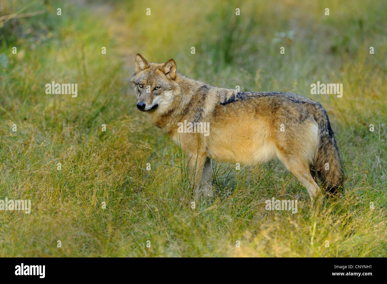 European gray wolf (Canis lupus lupus), standing in meadow, Germany ...