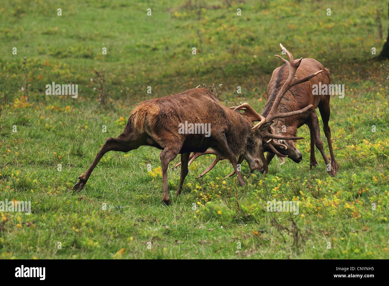 red deer (Cervus elaphus), two bulls fighting on the rutting ground ...