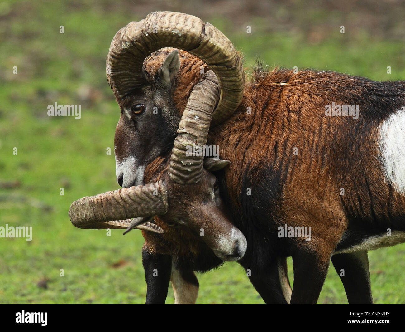 Mouflon in the rutting season hi-res stock photography and images - Alamy