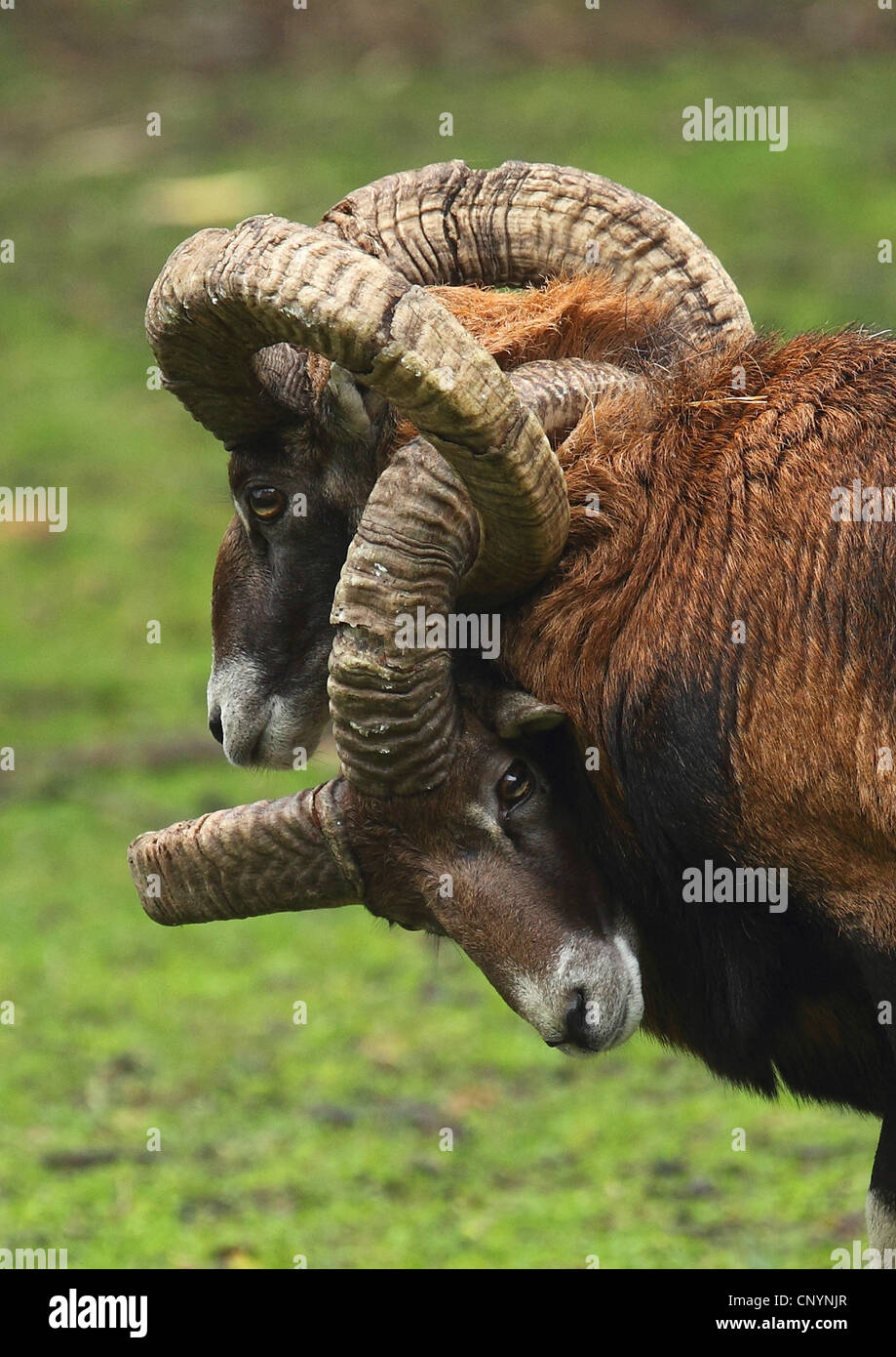 Mouflon (Ovis musimon, Ovis gmelini musimon, Ovis orientalis musimon ...