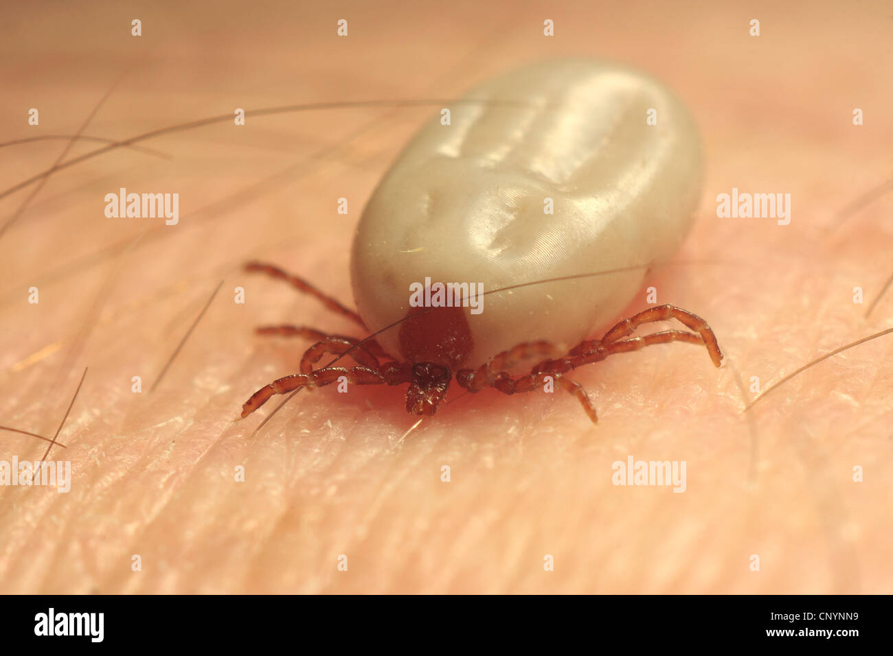 Dog tick rhipicephalus sanguineus hi-res stock photography and images ...