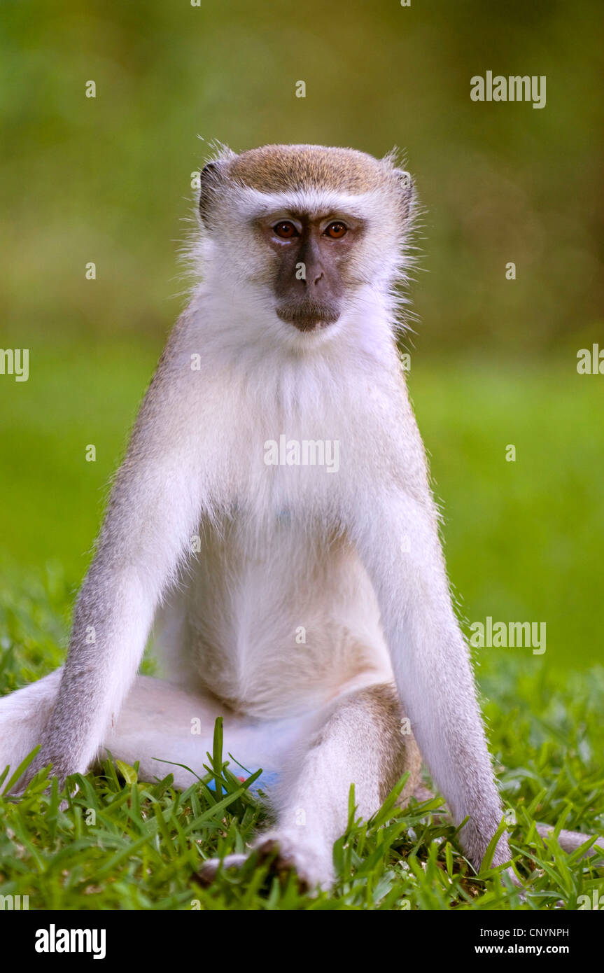 grivet monkey, savanna monkey, green monkey, Vervet monkey ...