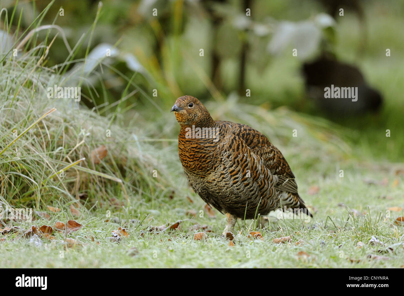 black grouse (Lyrurus tetrix, Tetrao tetrix), female, Germany, Bavaria ...