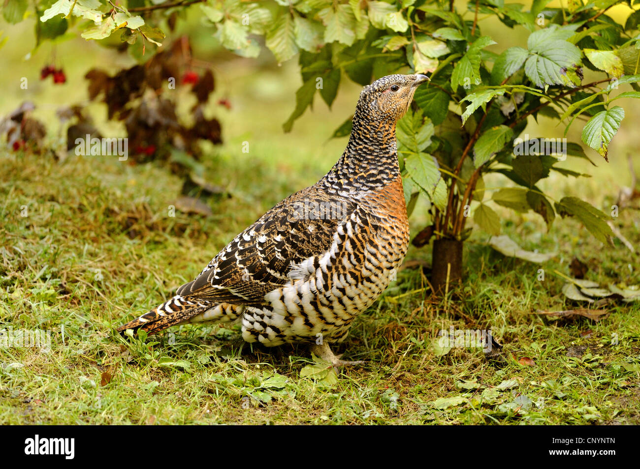 black grouse (Lyrurus tetrix, Tetrao tetrix), female, Germany, Bavaria ...
