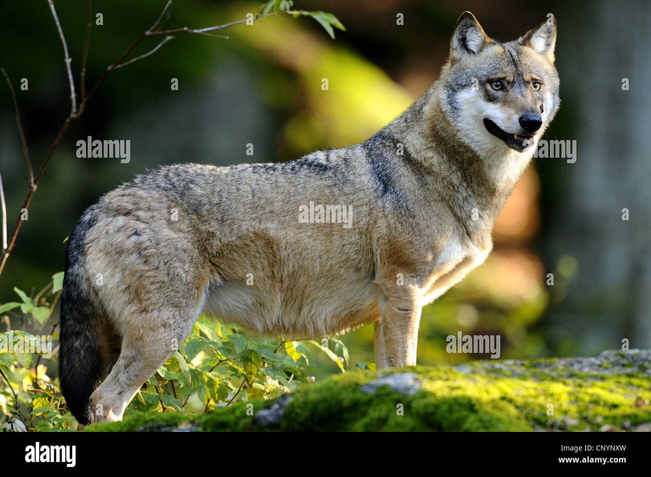 European gray wolf (Canis lupus lupus), on a clearing, Germany, Bavaria ...
