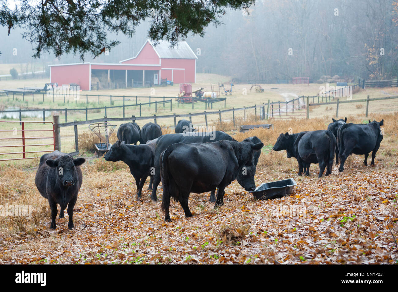 Black steer hi-res stock photography and images - Alamy