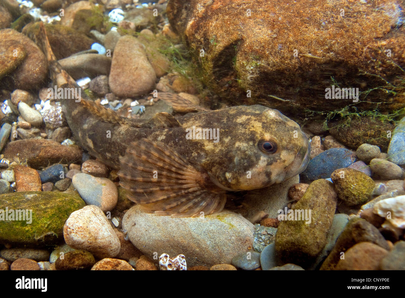 Bullhead Millers Thumb Fish Cottus Stock Photos & Bullhead Millers ...