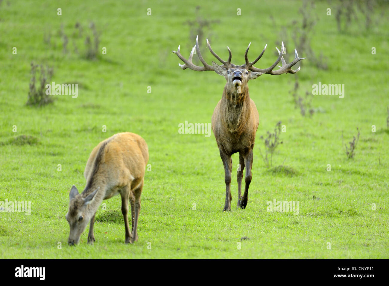 Hart and hind standing hi-res stock photography and images - Alamy