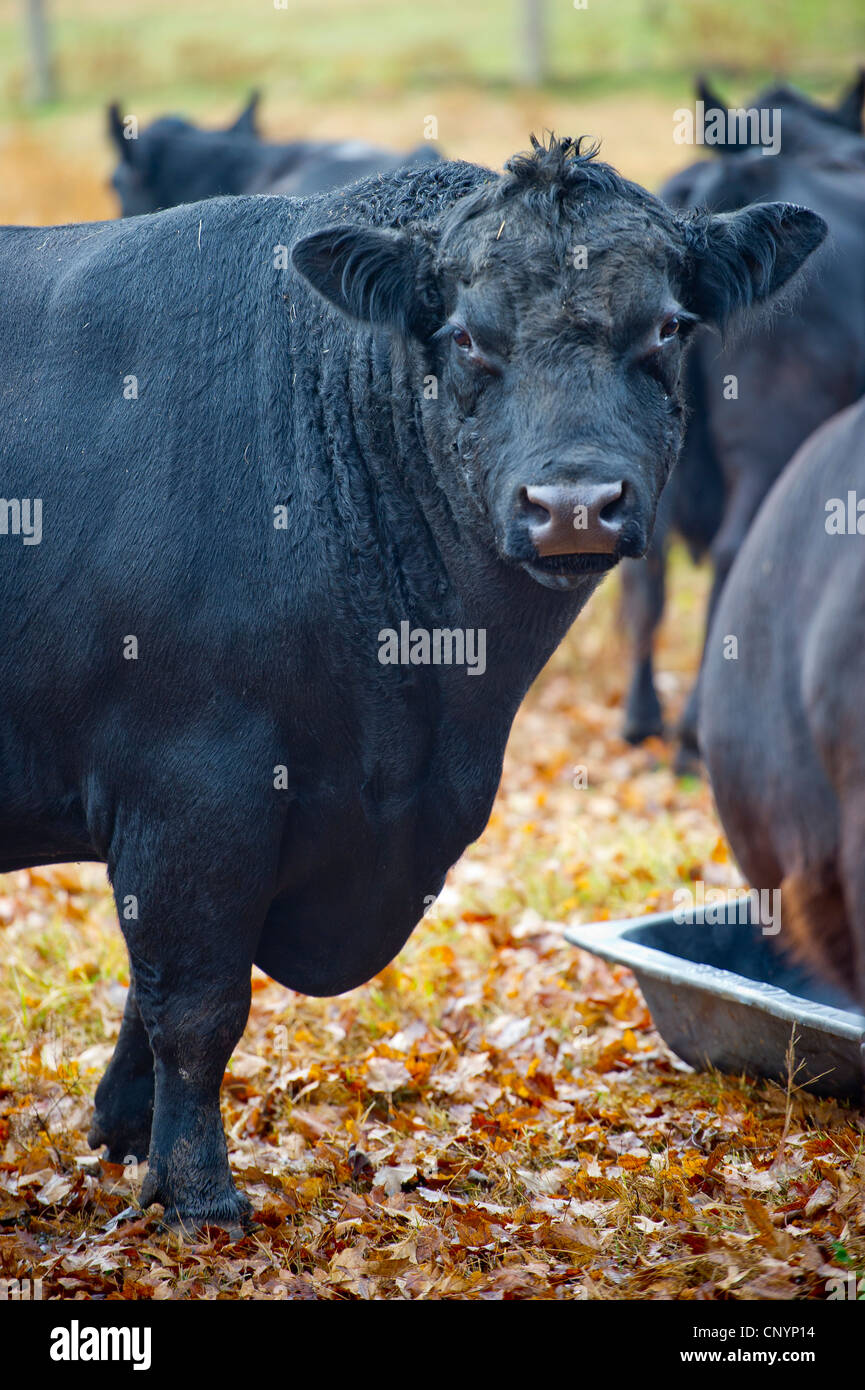 Black Angus Steer High Resolution Stock Photography and Images - Alamy