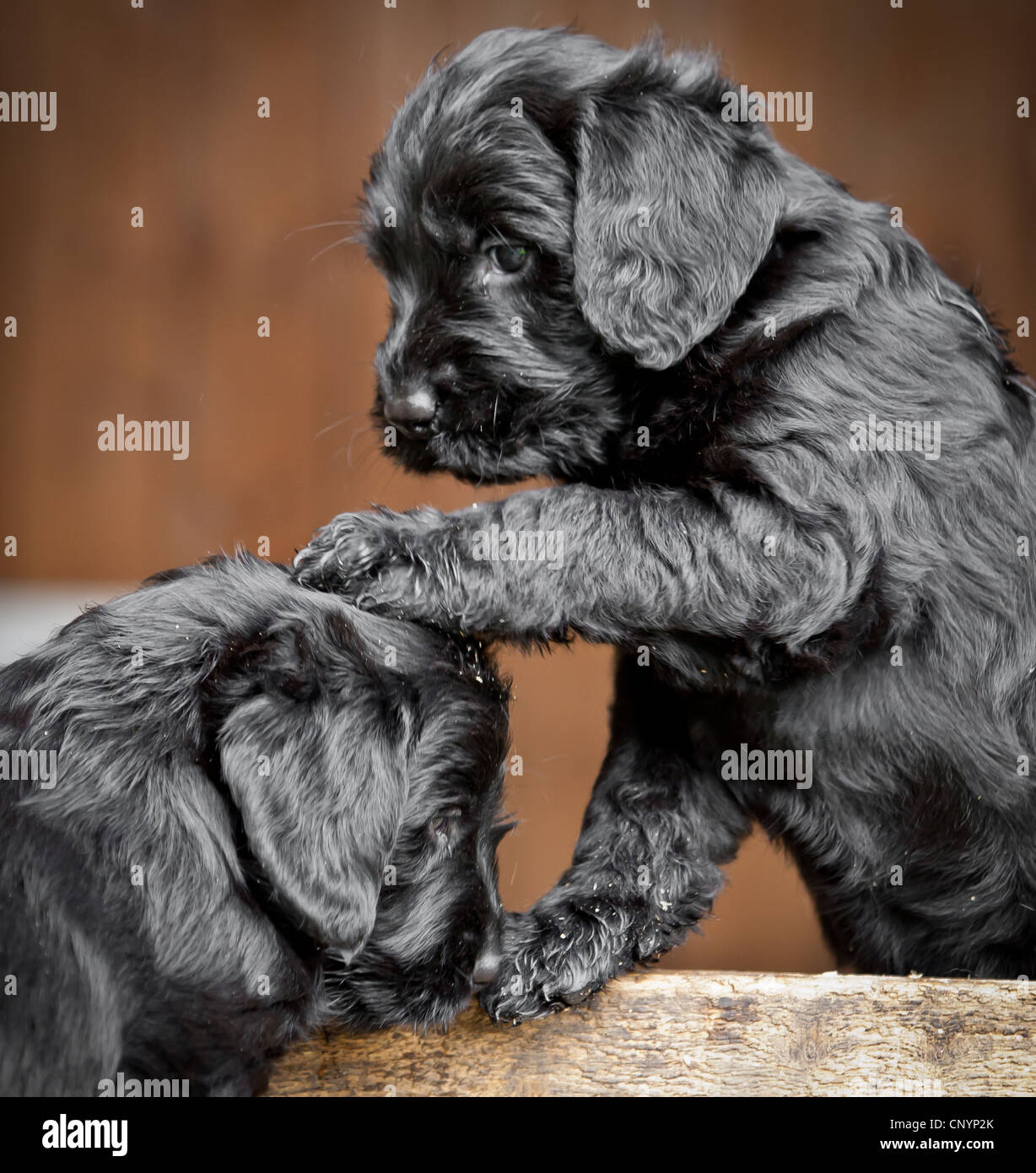 Black Labrador Puppies playing together in wooden kennel.Cute puppy ...