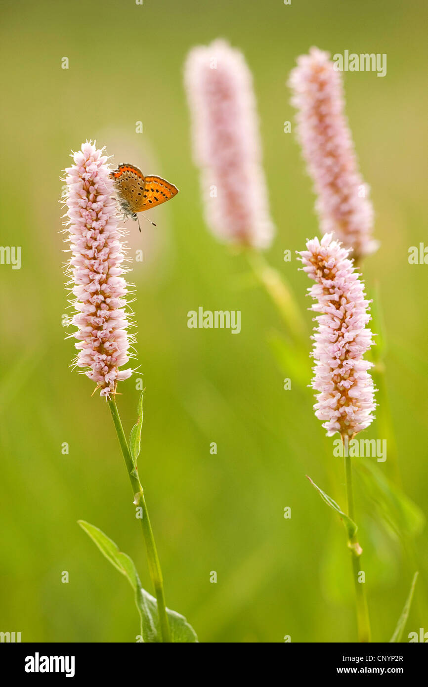 Truncated wings hi-res stock photography and images - Alamy