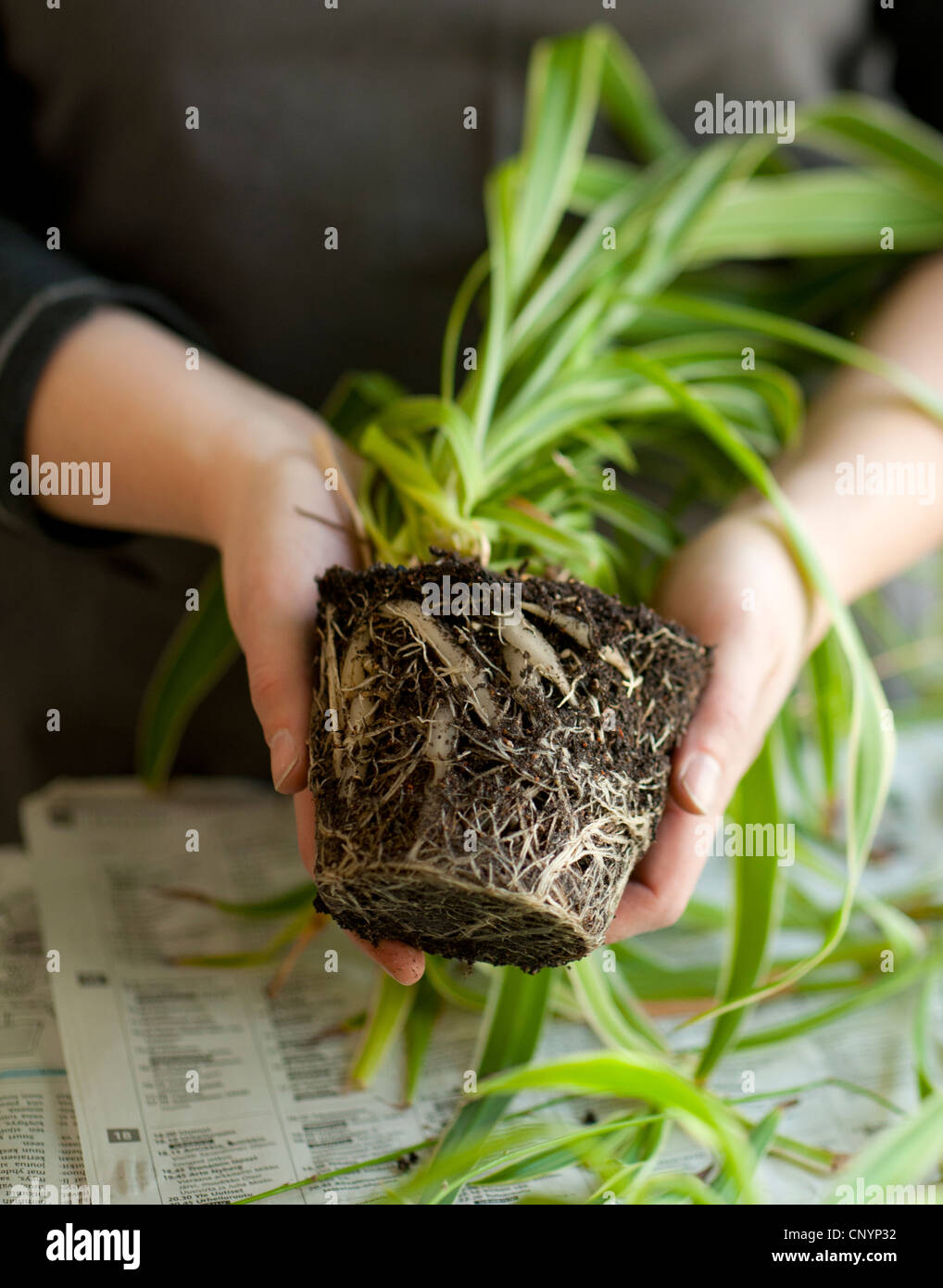 Plant flower roots hi-res stock photography and images - Alamy