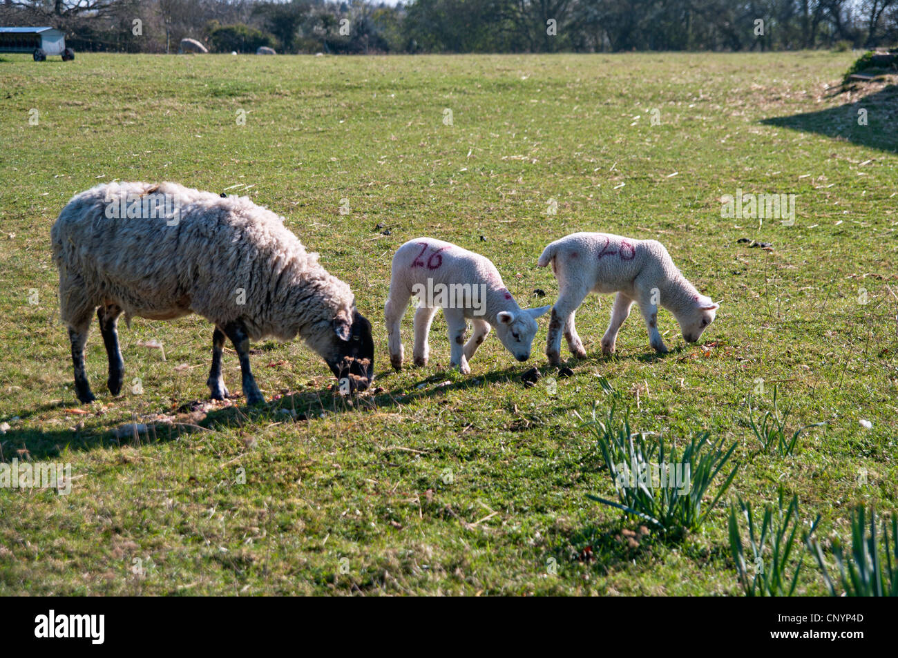 Twin sheep hi-res stock photography and images - Alamy