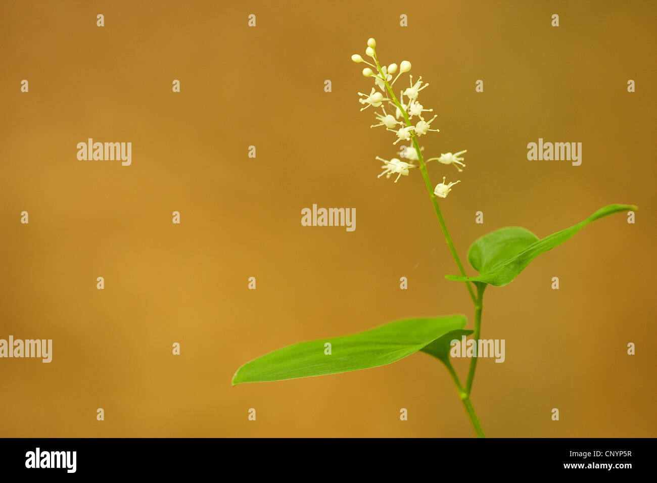 may lily (Maianthemum bifolium), blooming, Germany, Rhineland ...