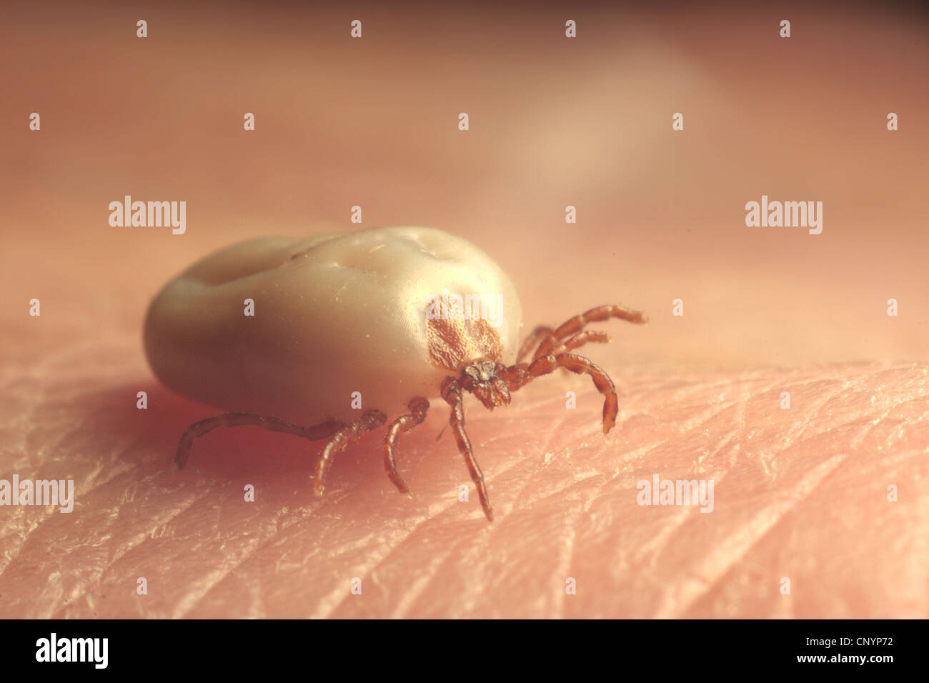 Brown dog tick hi-res stock photography and images - Alamy