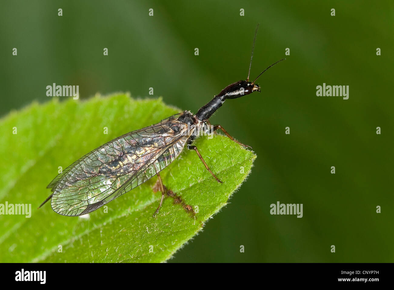 snakefly (Phaeostigma notata), female on a leaf, Germany Stock Photo ...