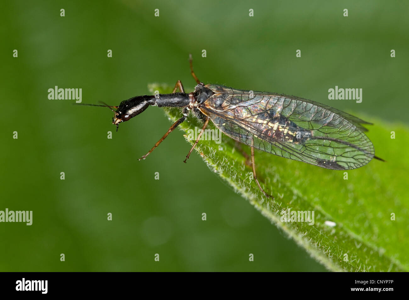 Snakefly phaeostigma female on leaf hi-res stock photography and images ...