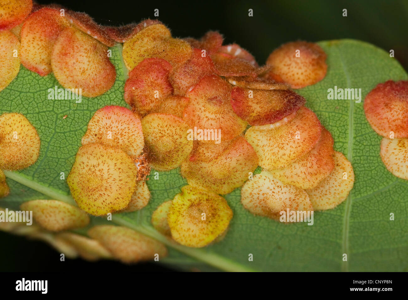 Oak leaf spangle-gall cynipid wasp, Oak common spangle gall (Neuroterus ...
