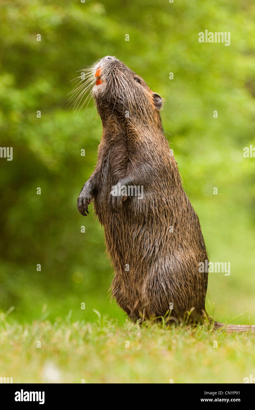 coypu, nutria (Myocastor coypus), grovelling, Germany, Hesse Stock ...