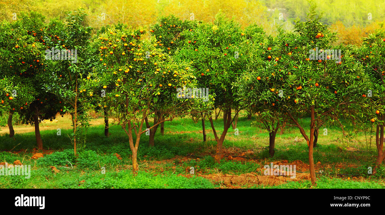 Ripe mandarin trees growing in the farm garden, agriculture industry ...