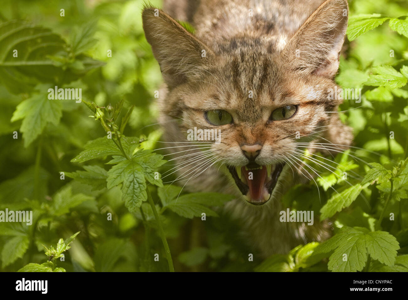 European wildcat, forest wildcat (Felis silvestris silvestris), looking ...