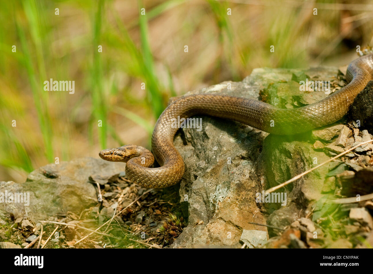 Winding serpents hi-res stock photography and images - Alamy