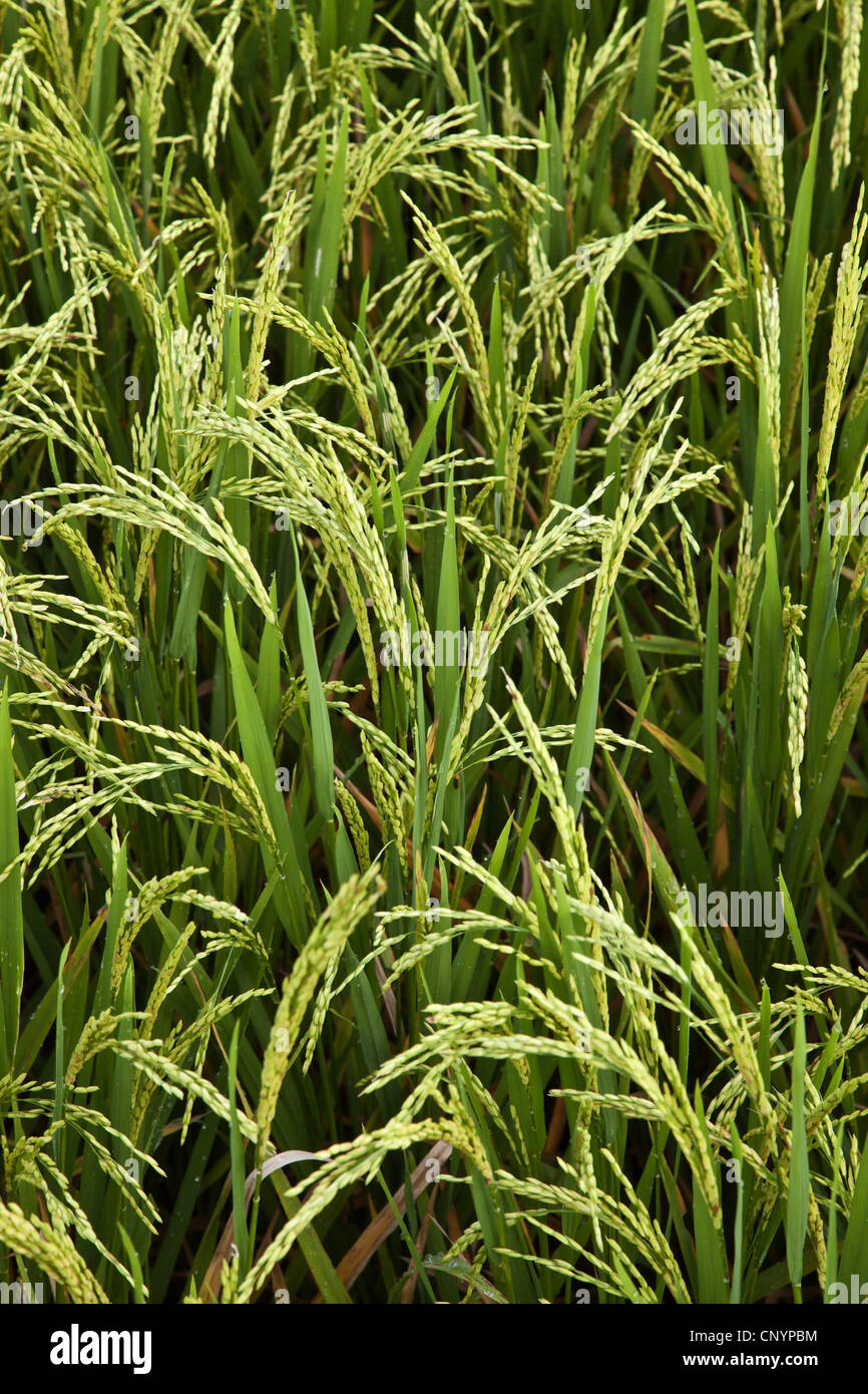 Asian Rice Plant Oryza Sativa Stock Photos & Asian Rice Plant Oryza ...