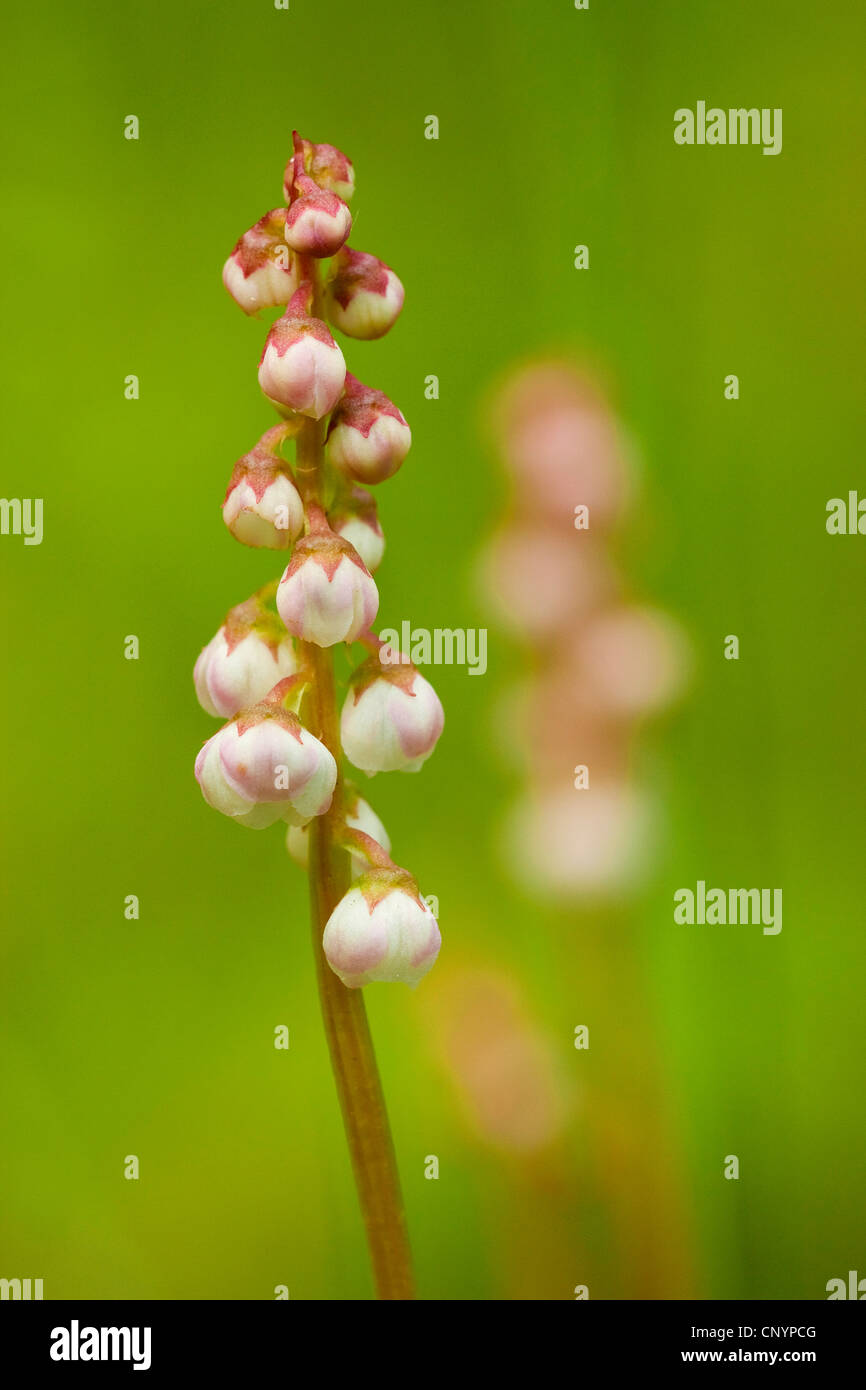 common wintergreen, lesser wintergreen, snowline pyrola (Pyrola minor ...