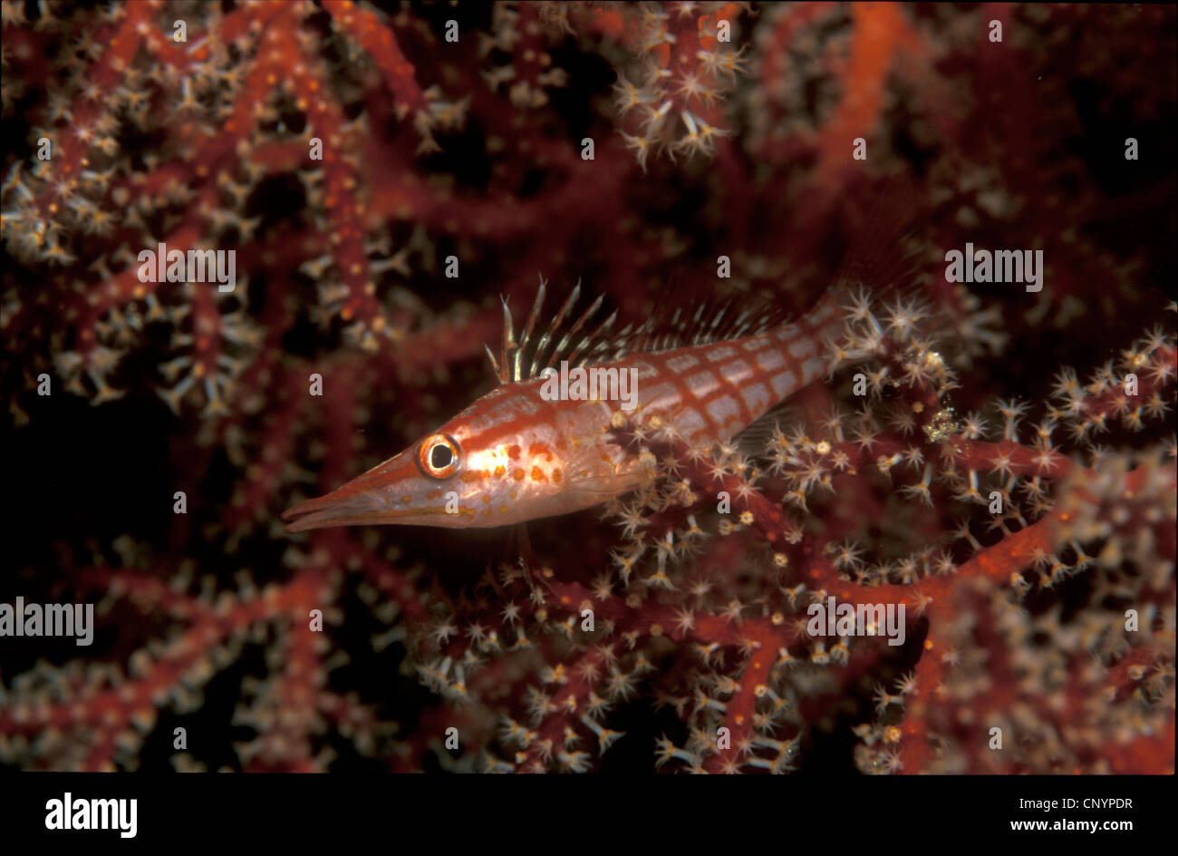 Long nosed hawkfish hi-res stock photography and images - Alamy