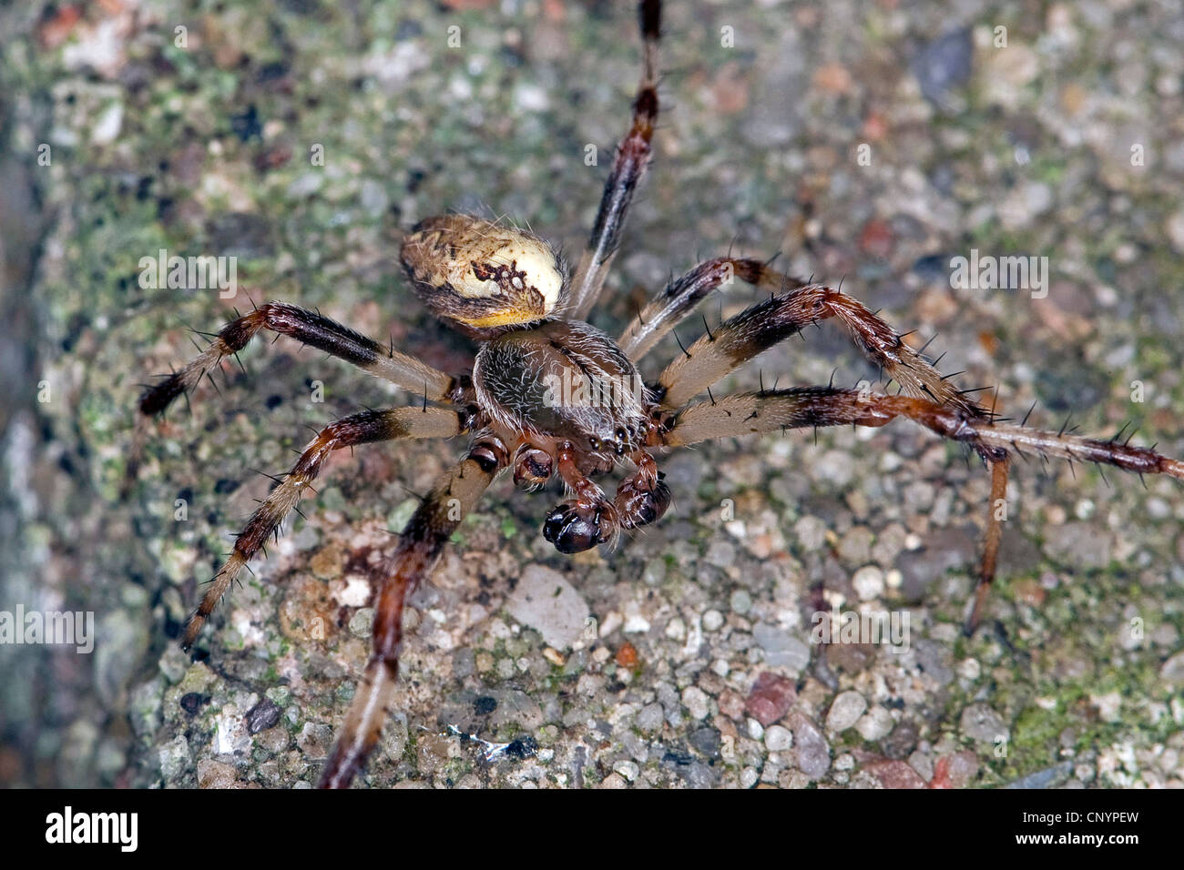 Marbled Orbweaver Marbled Orb Weaver Marbled Orb Weaver Marbled Spider Araneus Marmoreus F