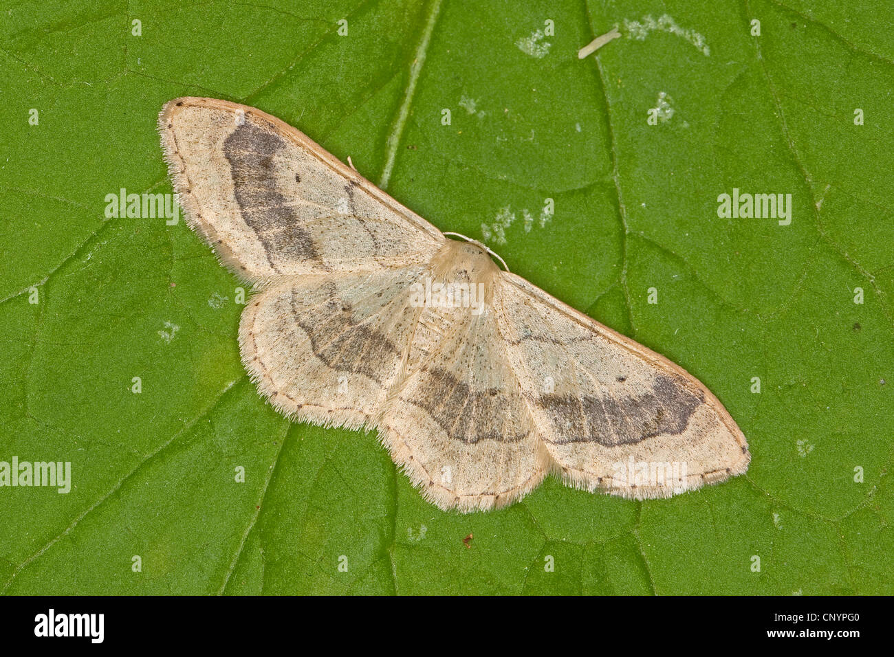 Wave leaf hi-res stock photography and images - Alamy