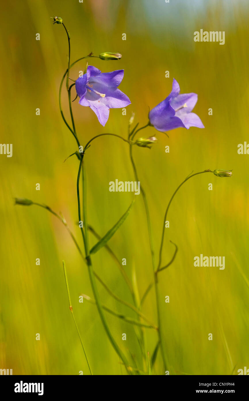spreading bellflower (Campanula patula), blooming, Germany, Rhineland ...
