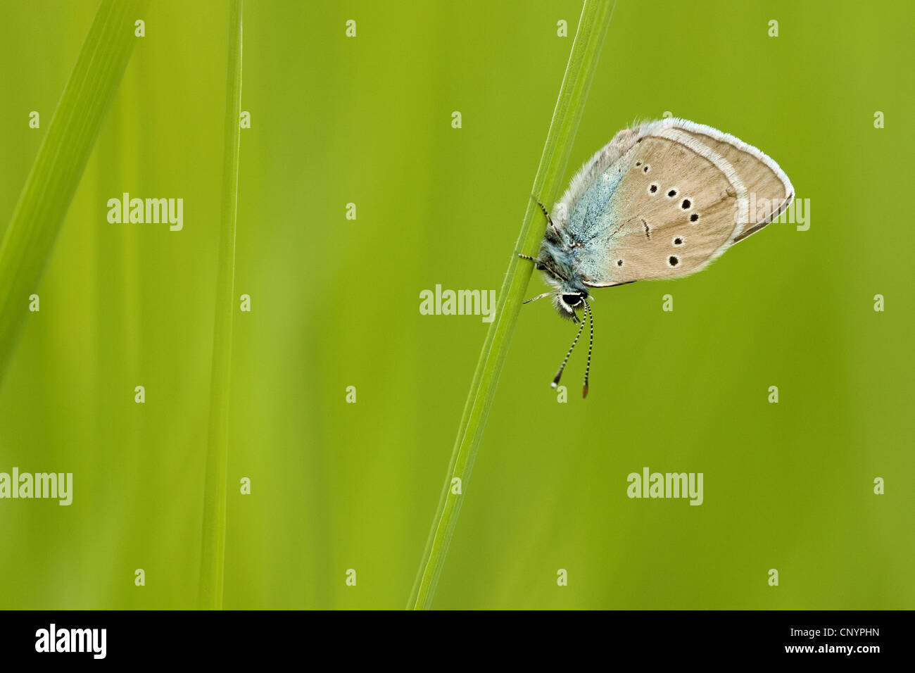 Mazarine blue hi-res stock photography and images - Alamy