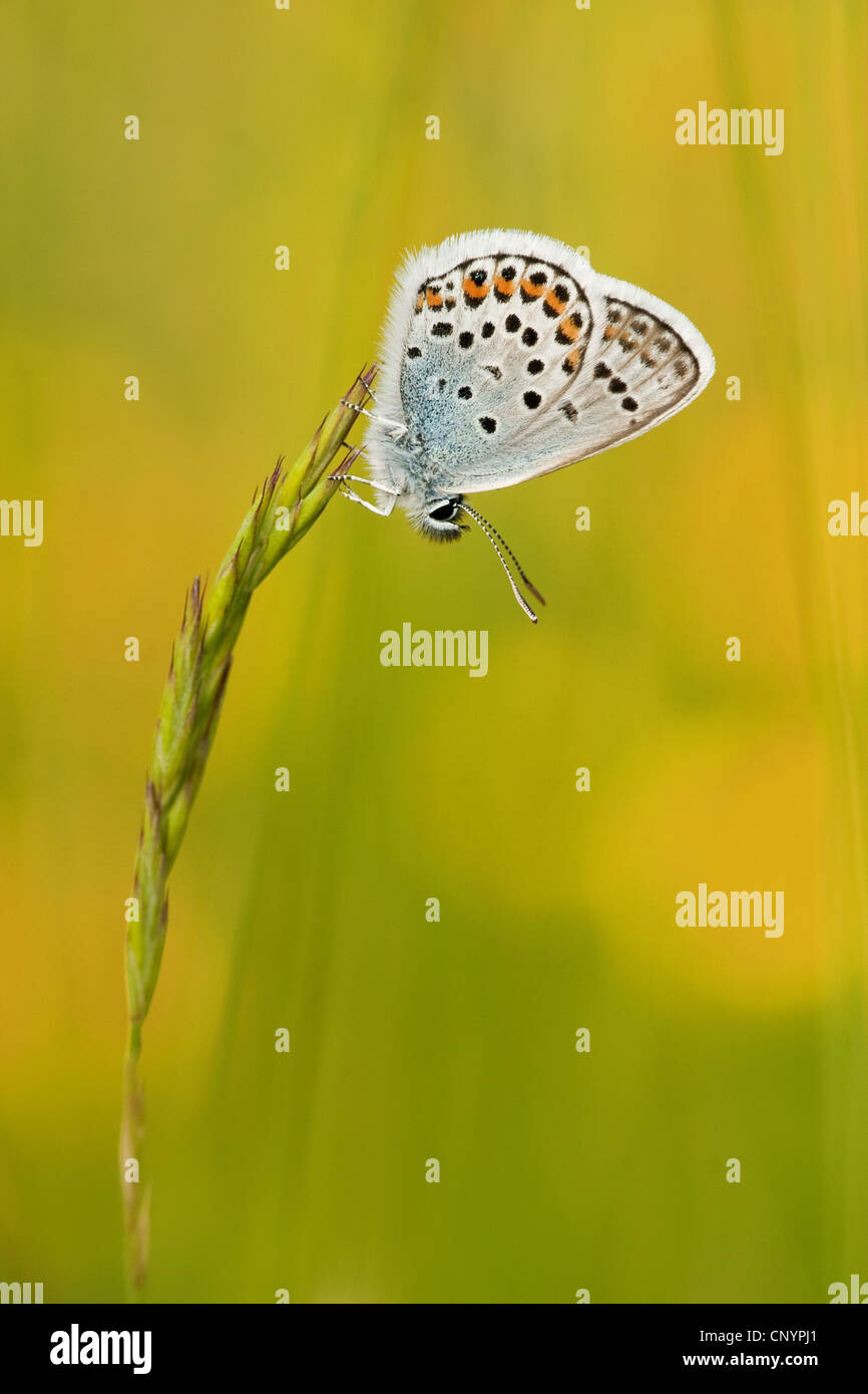 Silver-studded blue (Plebejus argus, Plebeius argus), male sitting at a ...