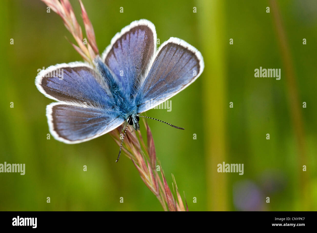 Silver-studded blue (Plebejus argus, Plebeius argus), male sitting on a ...