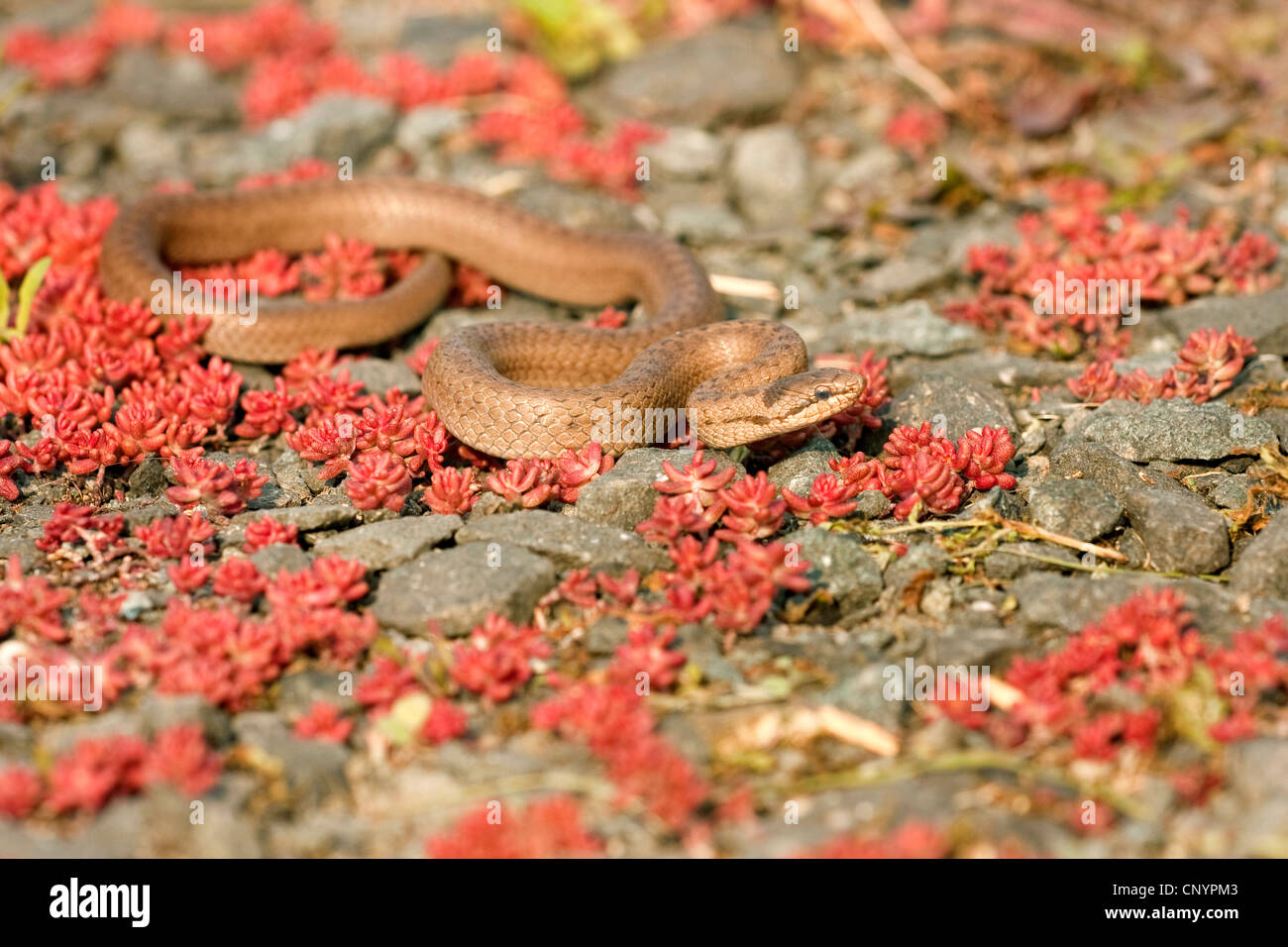 Smooth snakes coronella austriaca High Resolution Stock Photography and ...